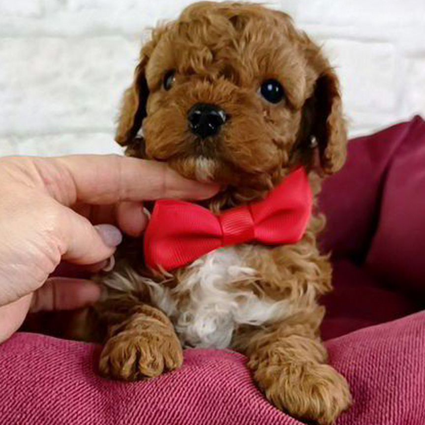 Мальтипу, щенок