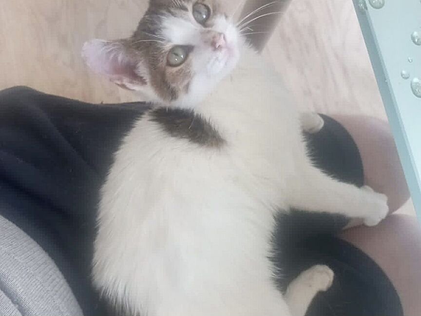 Котёнок