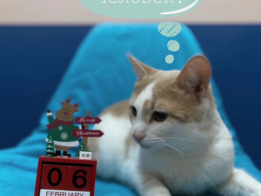 Монти ищет дом