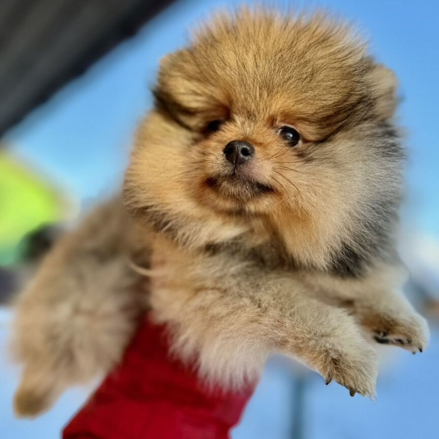 Померанский шпиц, щенок