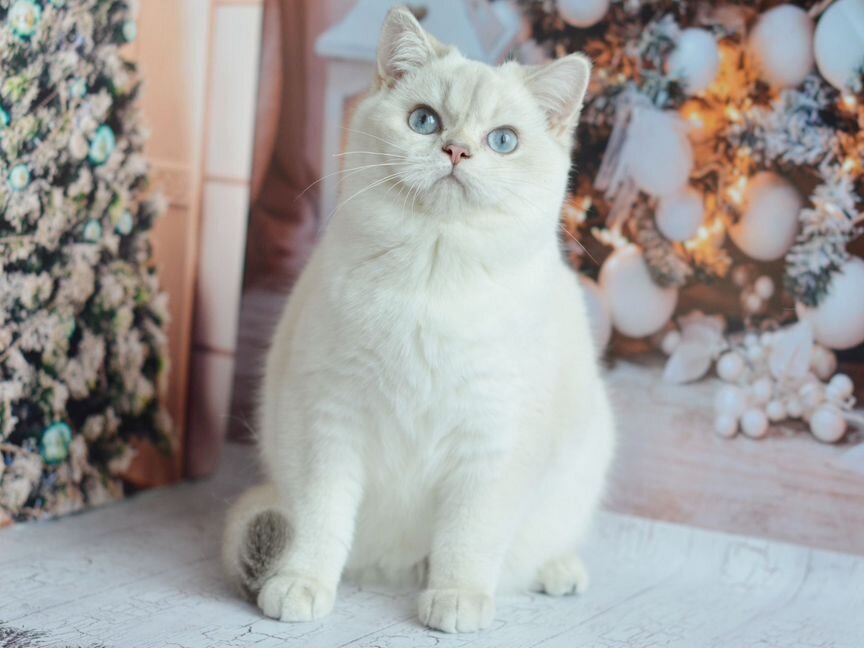 Британская золотая колорочка