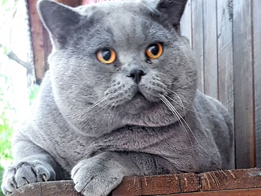 Потерялся британец Кот