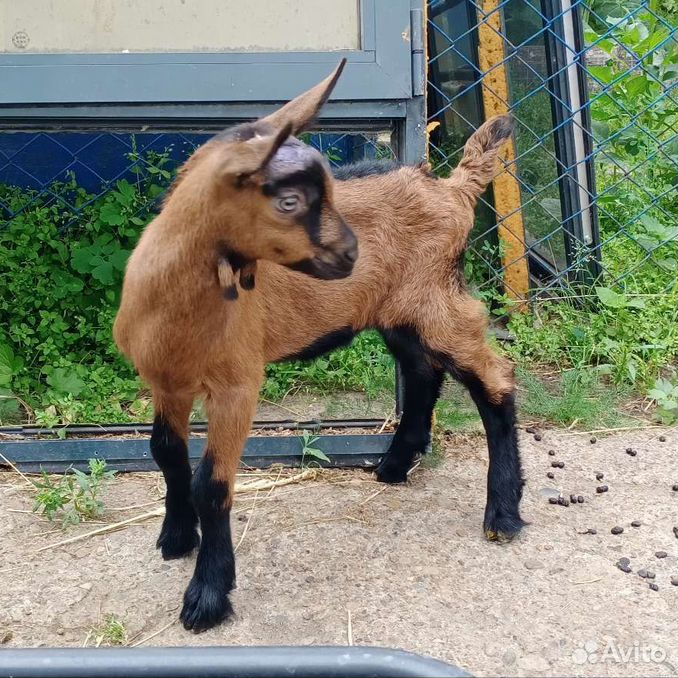 Альпийский чистопородный козлик, козлята