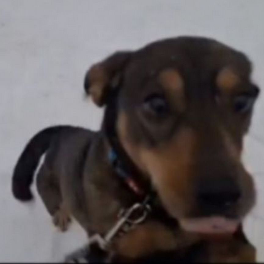 Такса, щенок