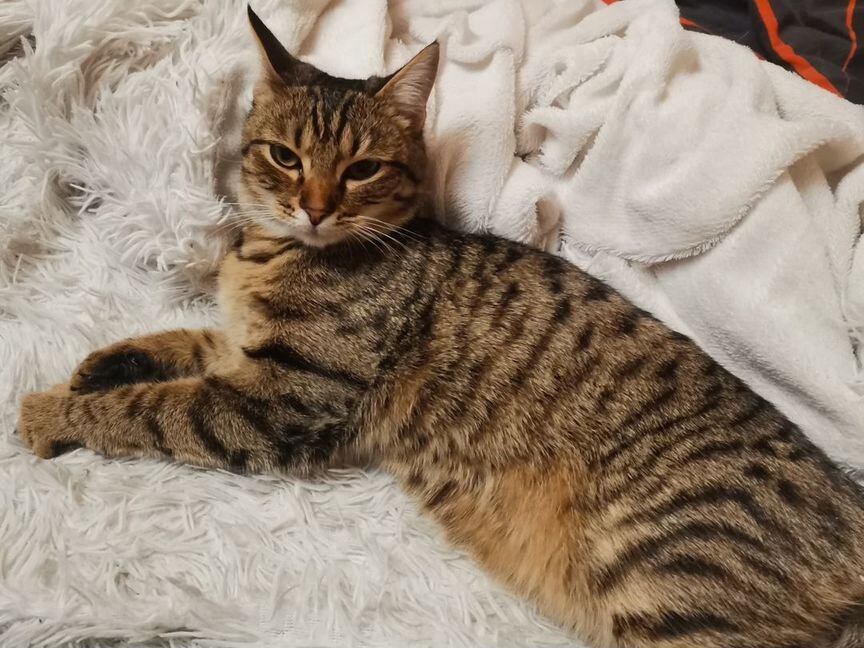 Котята отдам бесплатно