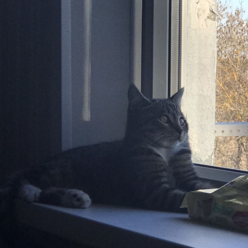 Кот в добрые руки