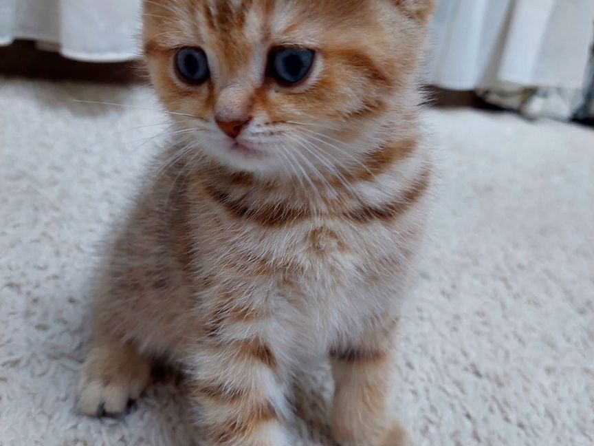 Шотландские котята