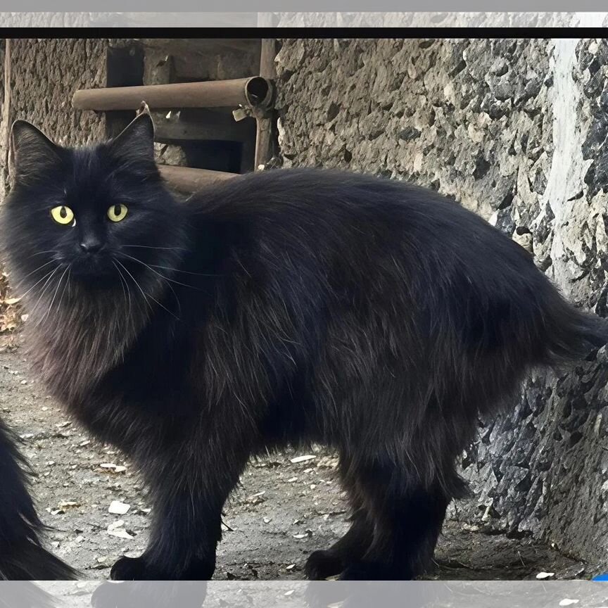 Взрослая, кошка в добрые руки