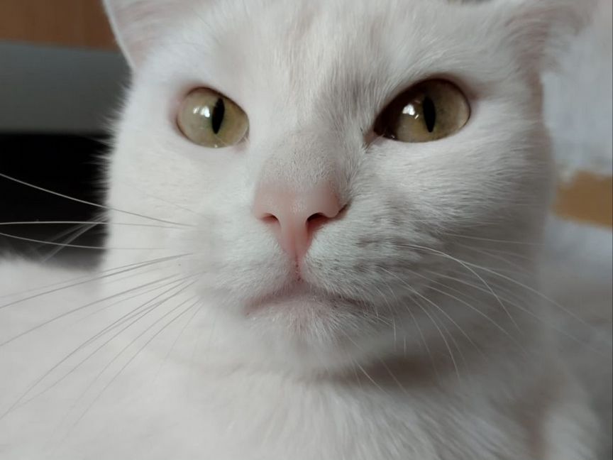 Беспородная кошка, бесплатно