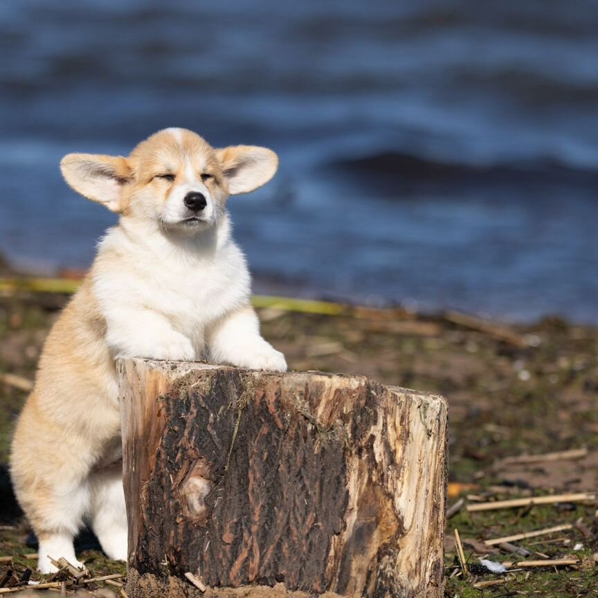 Вельш-корги пемброк