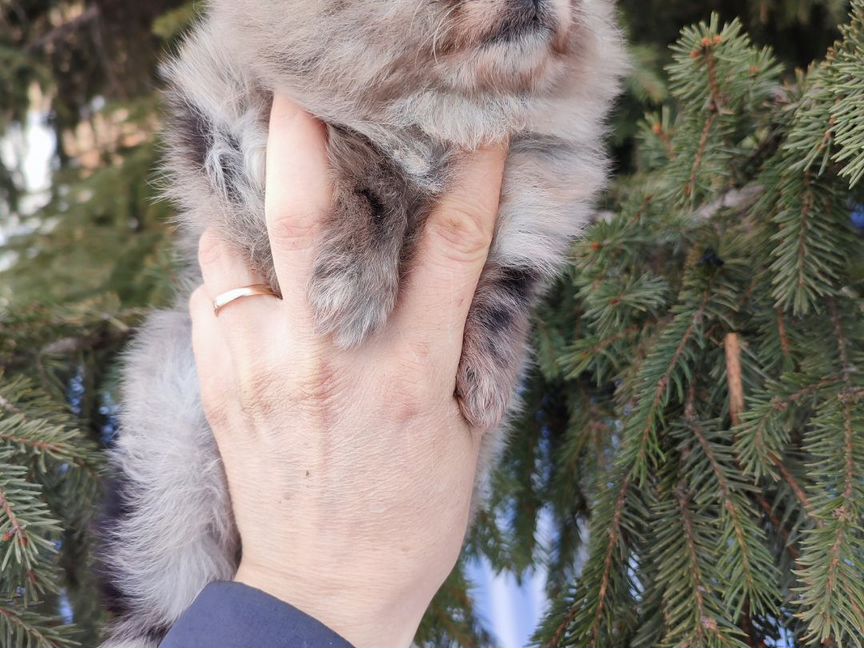 Померанский шпиц медвежьего типа