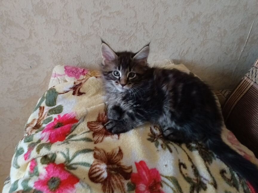 Домашние животные котята
