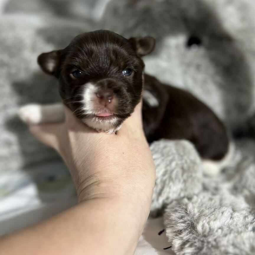 Биро-йоркширский терьер, щенок