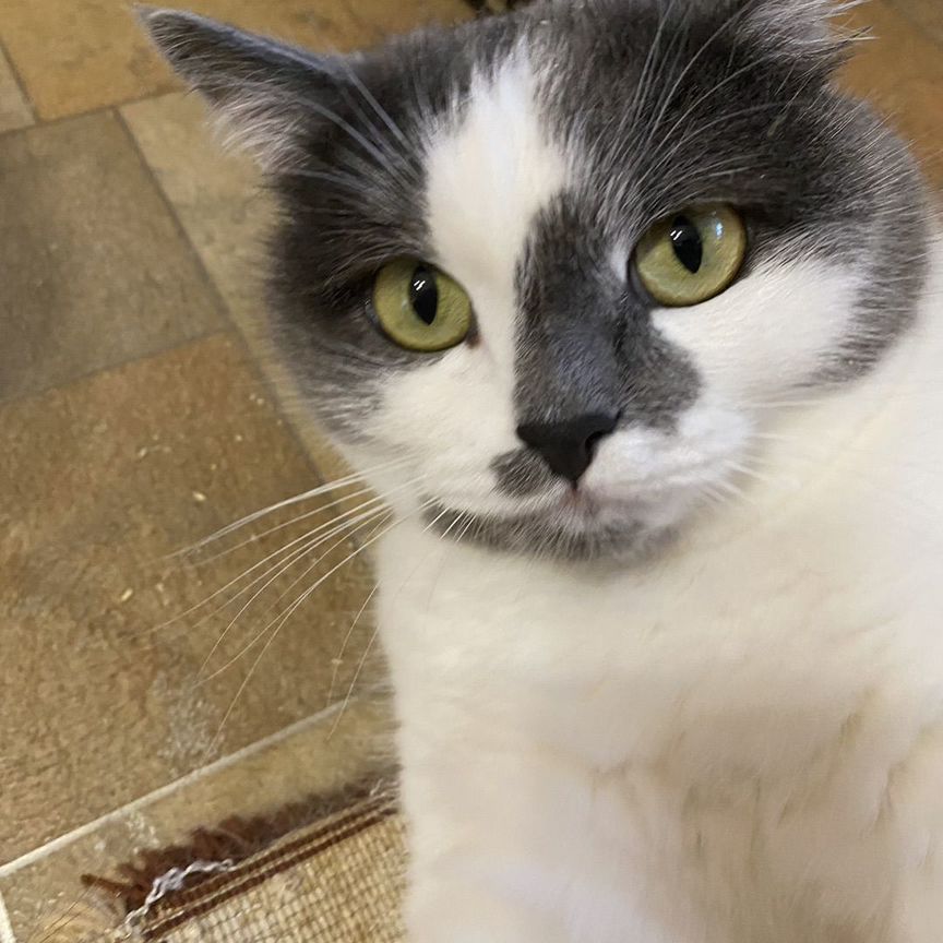 Кошечка Мия