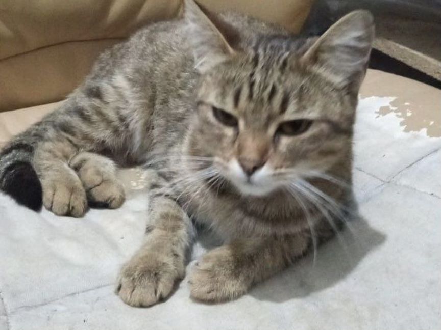 Кошка живет на остановке