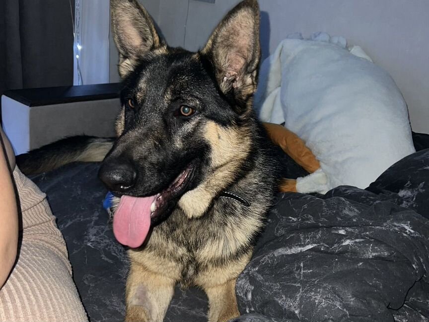 Немецкая овчарка в добрые руки