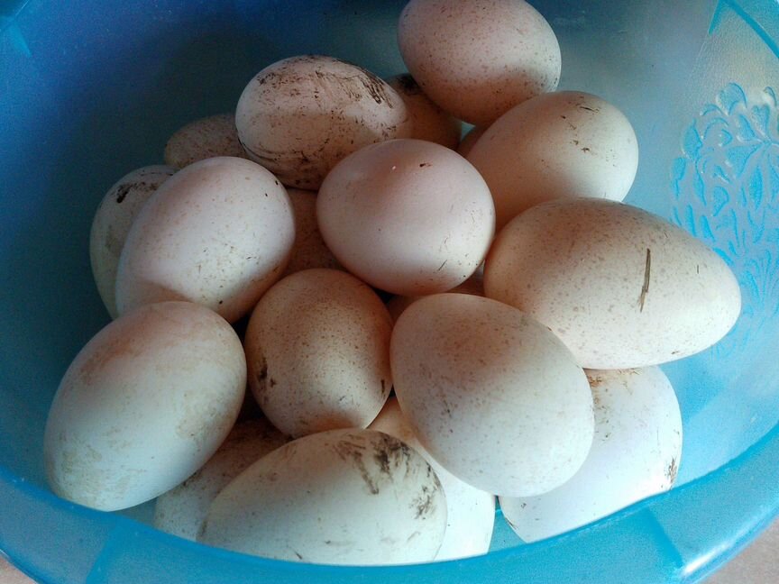 Индюшиные яйца инкубационные