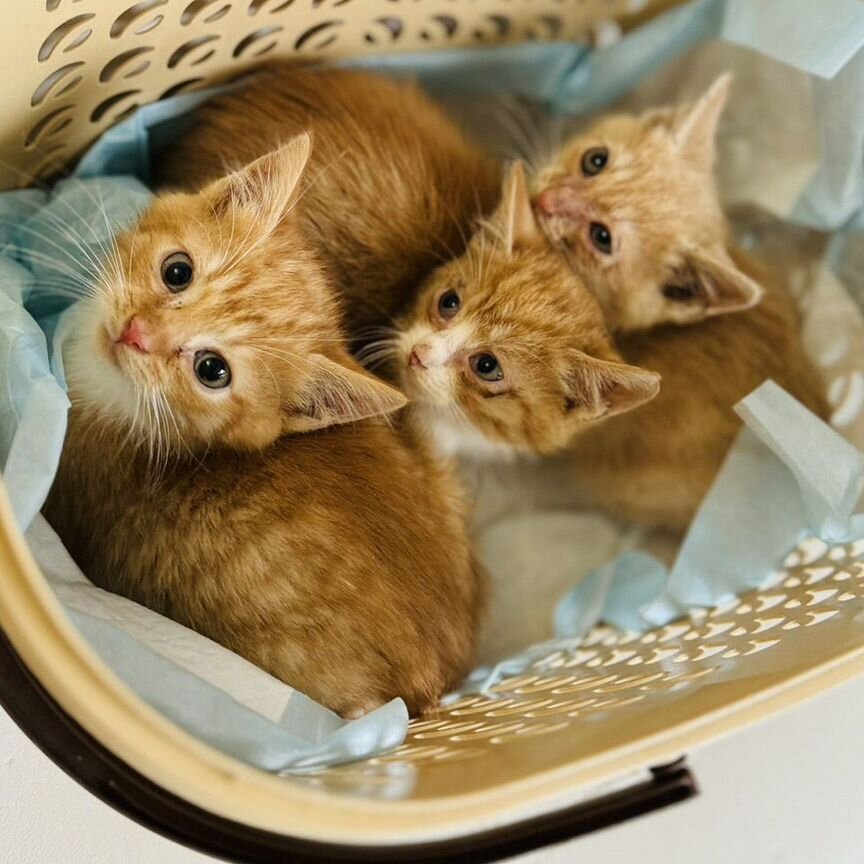 Рыжик котята (мальчики) в добрые руки