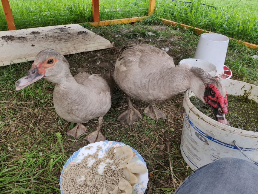Индоутки. 2 года. Селезень и утка