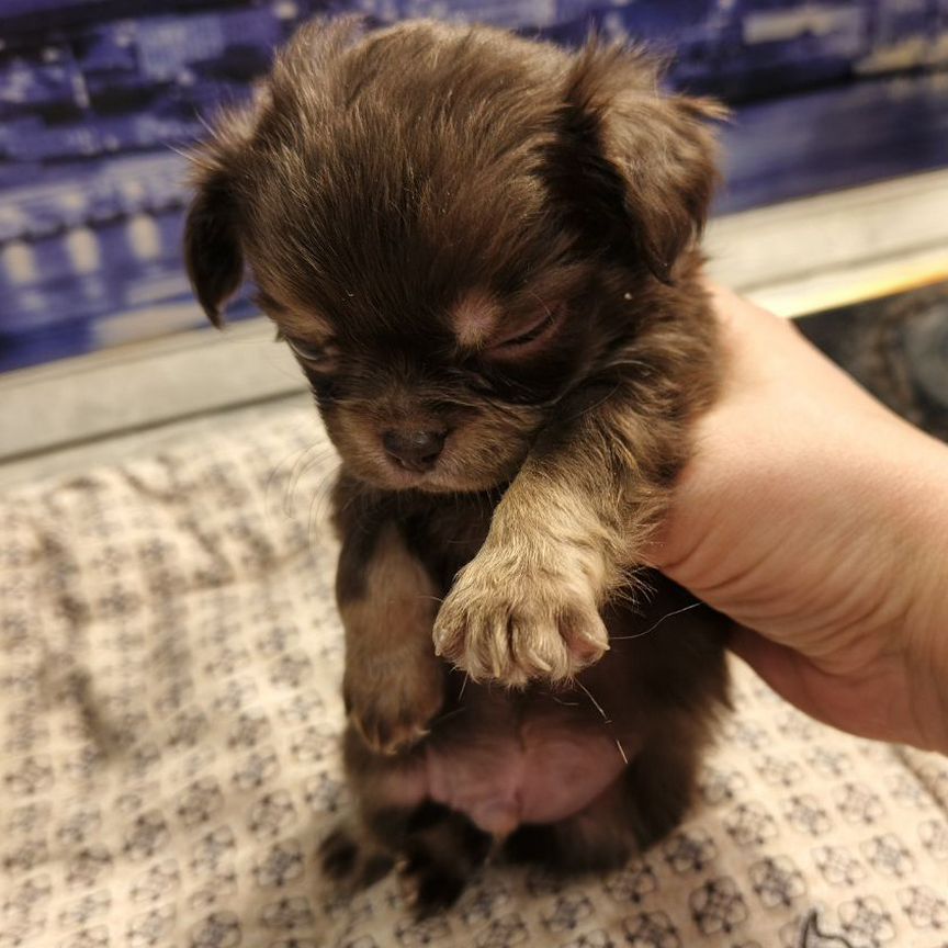 Чихуахуа, щенок