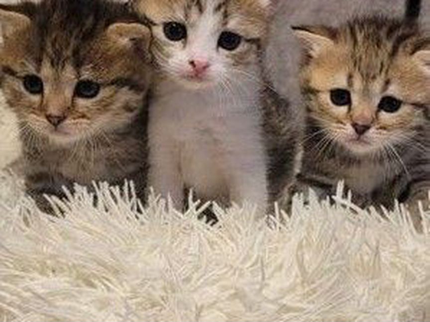Котята