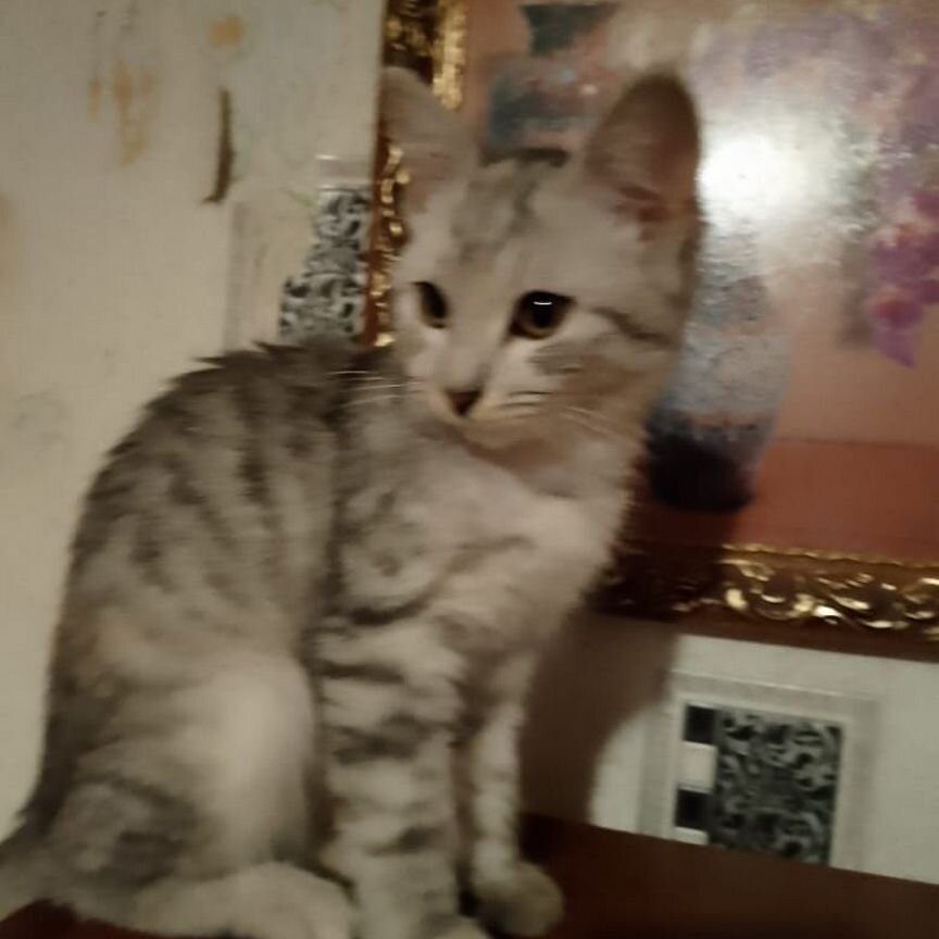 Котята в добрые руки бесплатно девочки -5 месяцев