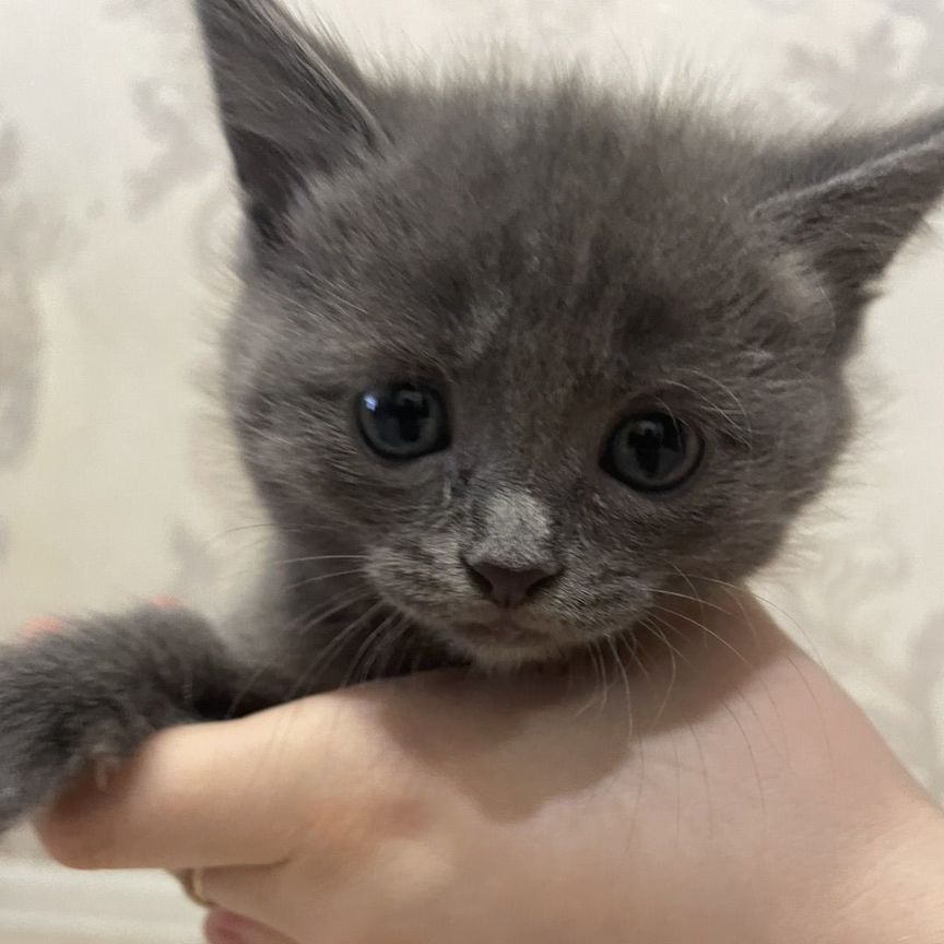 Шотландский прямоухий короткошёрстный котёнок