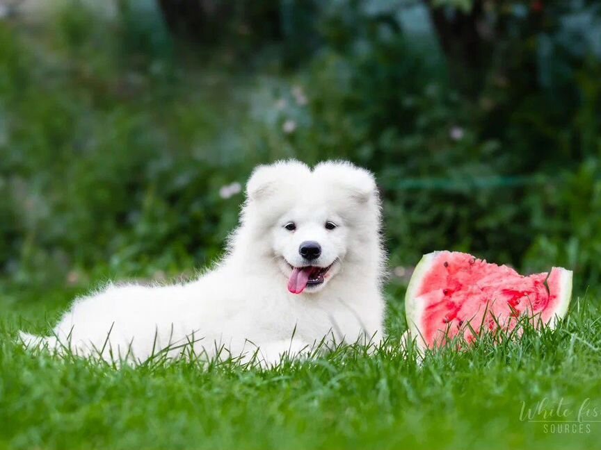 Самоедская лайка