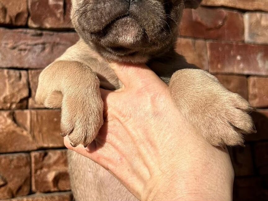 Французский бульдог мальчики