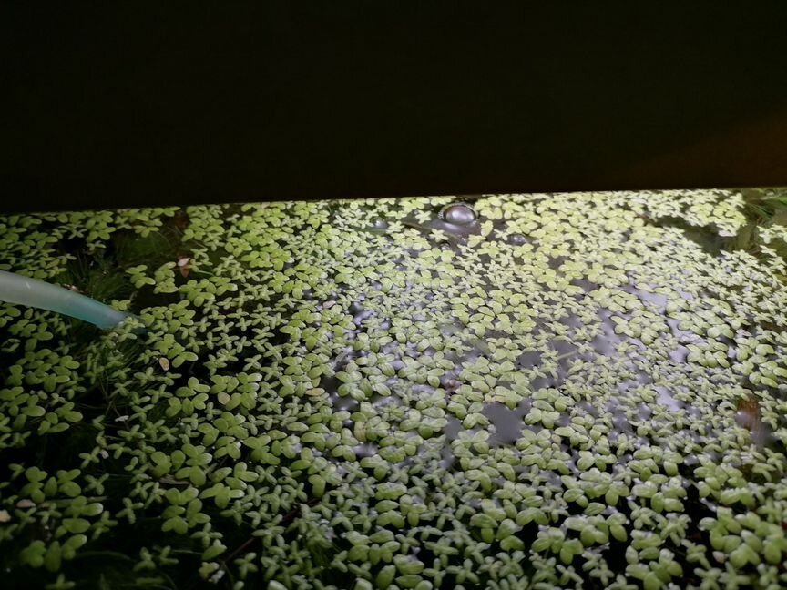 Отдам ряску