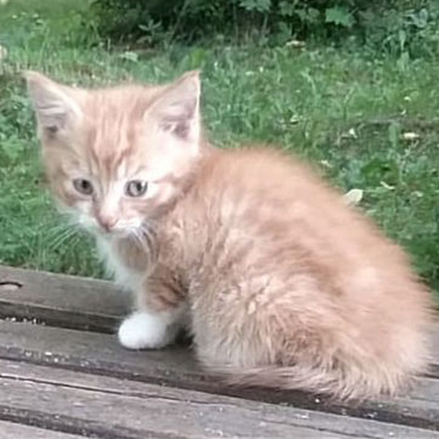 Котята в добрые руки за символическую плату