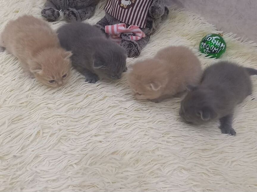 Шотландские вислоухие котята