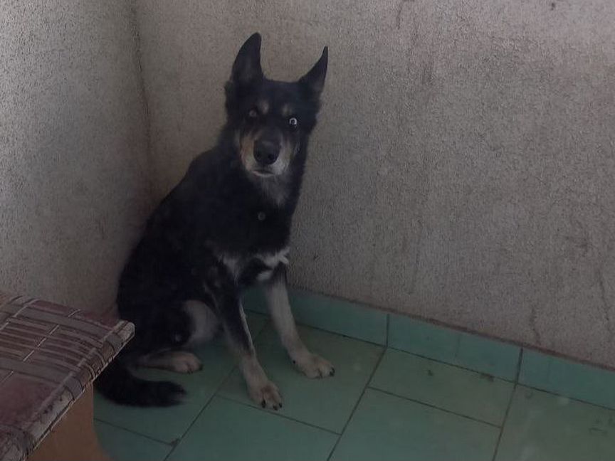 Собака в добрые руки