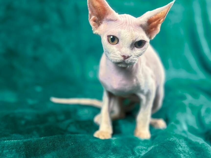 Котёнок девочка Девон рекс