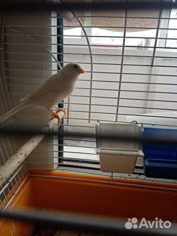 Кенара и канарейки