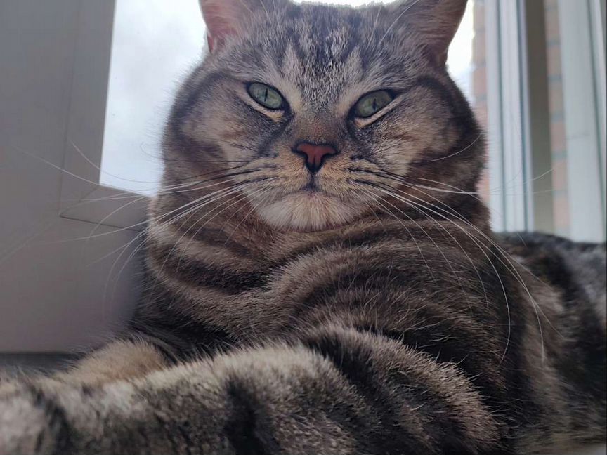 Шотландский кот на вязку