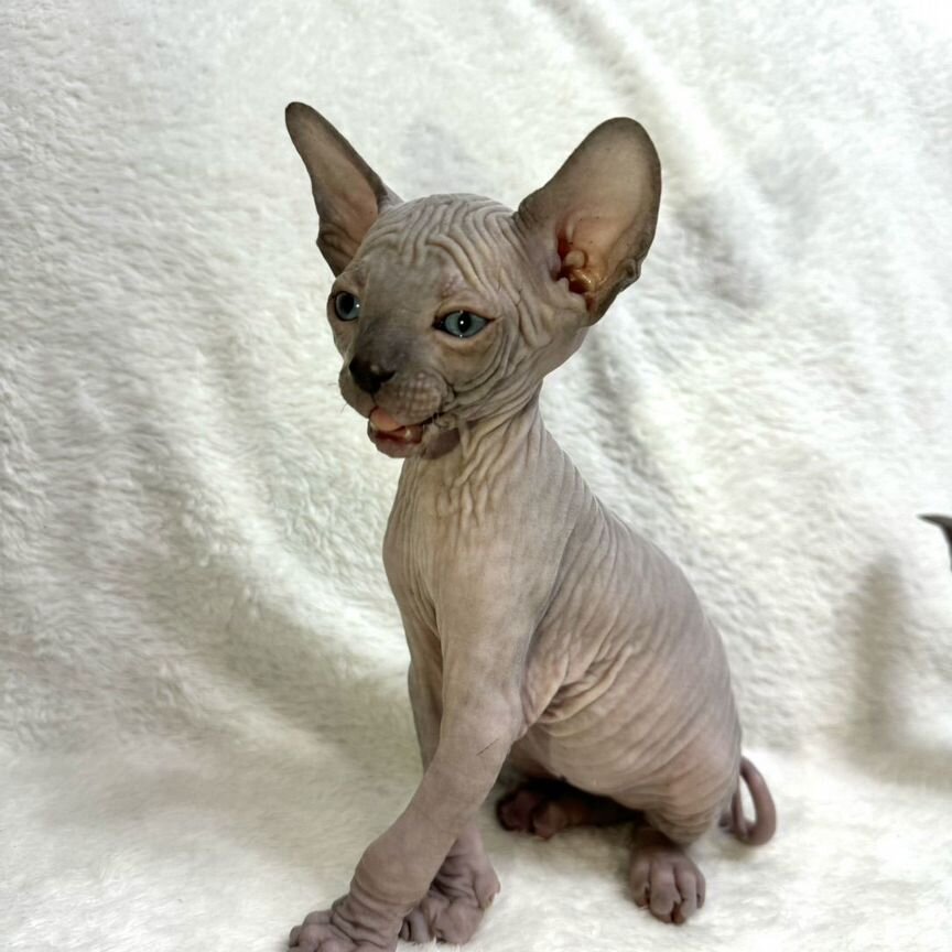 Канадский сфинкс