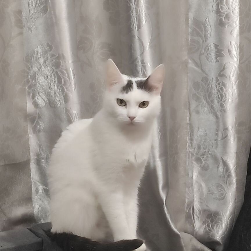 Отдаём двух кошечек в добрые руки