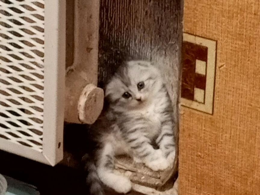 Кошки в добрые руки
