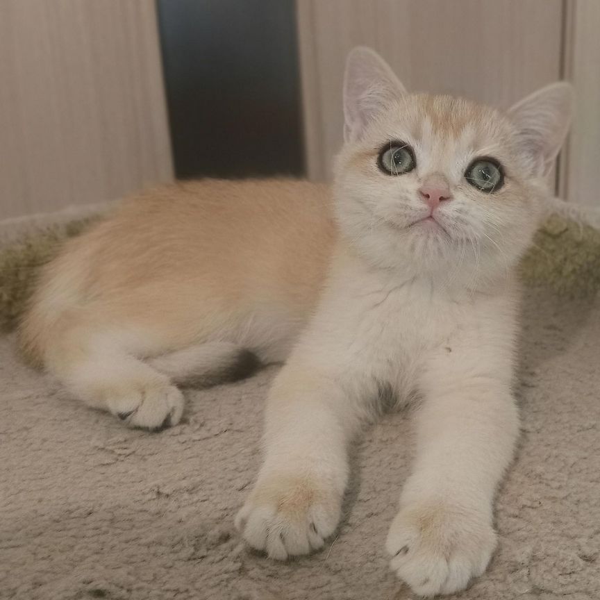 Британский короткошёрстный котёнок