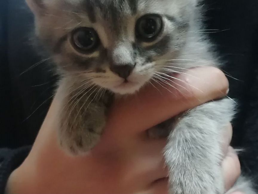 Котенок