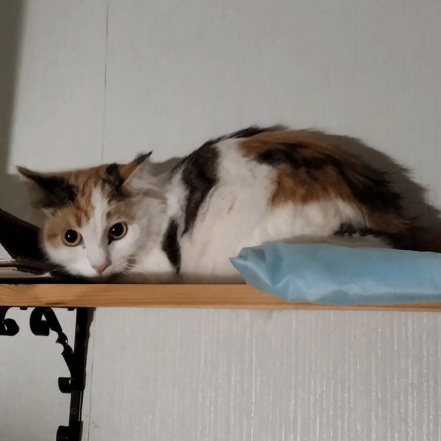 Кошечка а добрые ручки