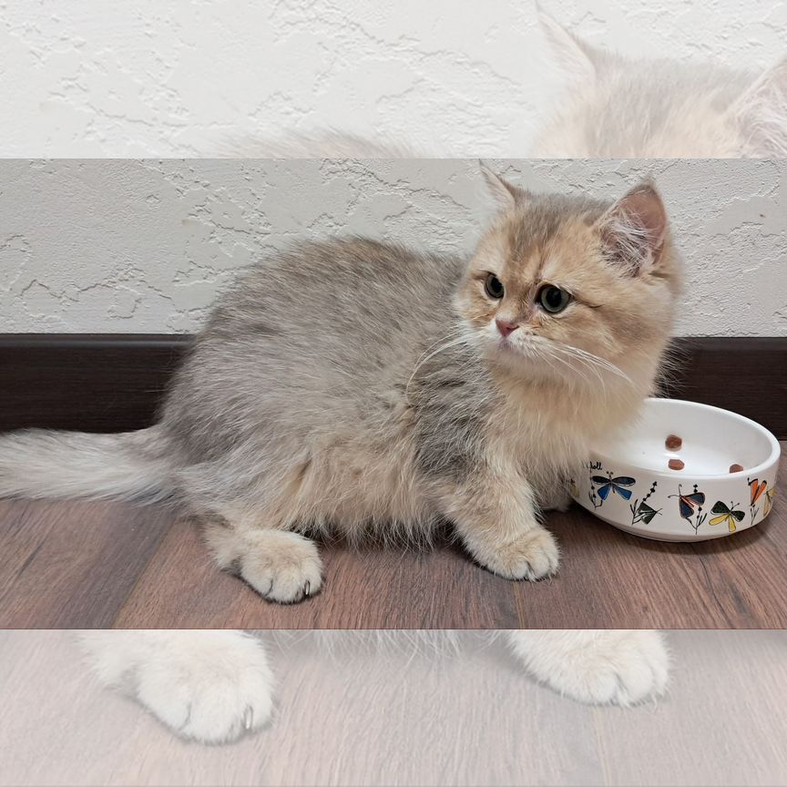 Британский короткошёрстный котёнок