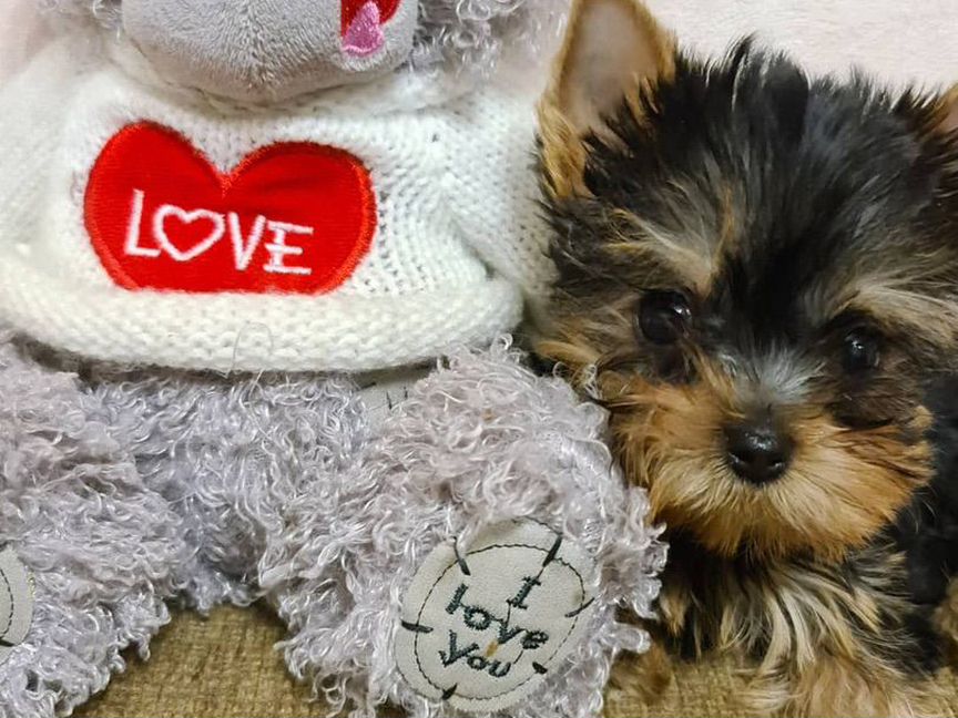 Йорочки девочки