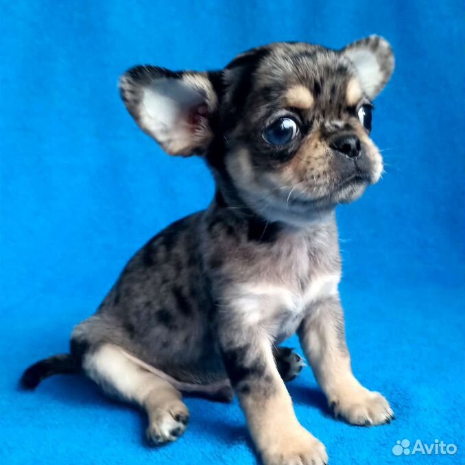 Четыре эффектных мраморных мальчика