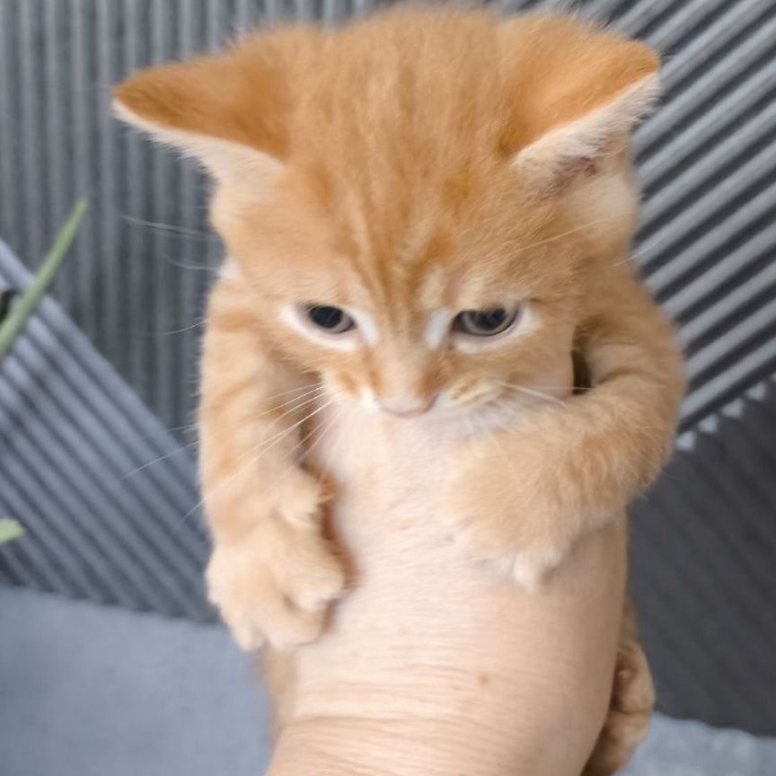 Котёнок в добрые руки