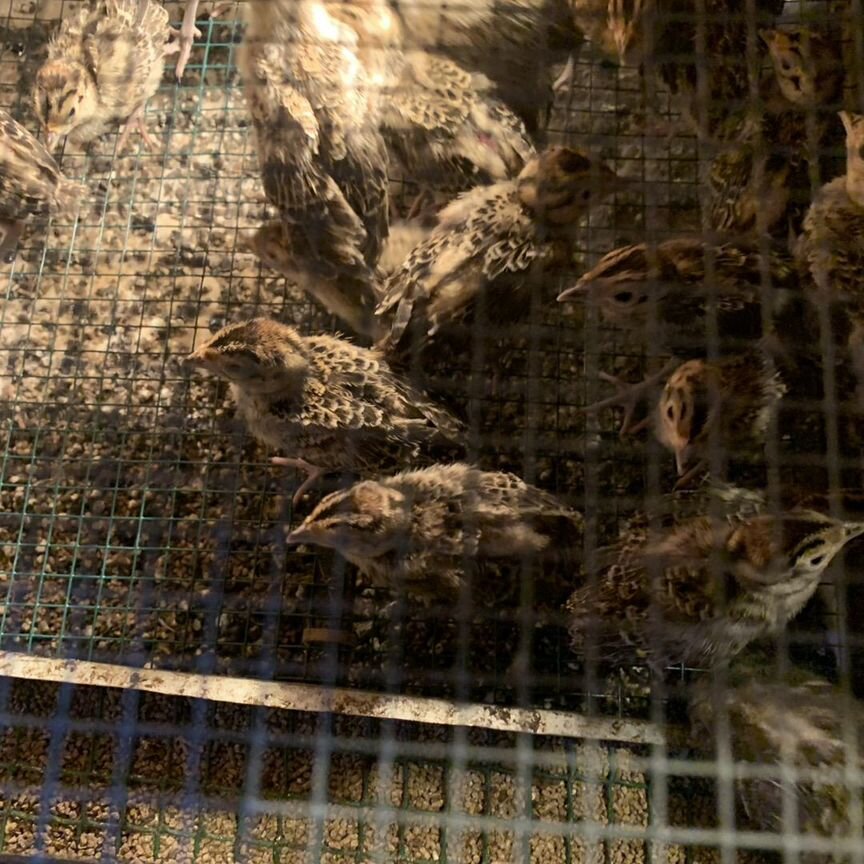 Фазанята Охотничьи