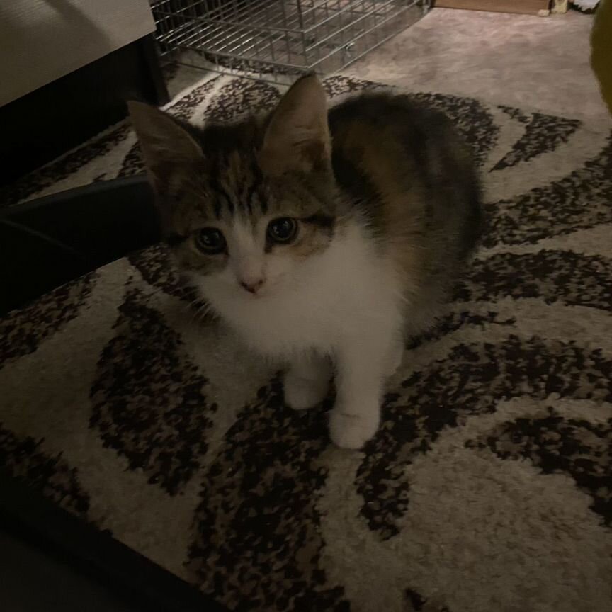 Котенок девочка трехцветная