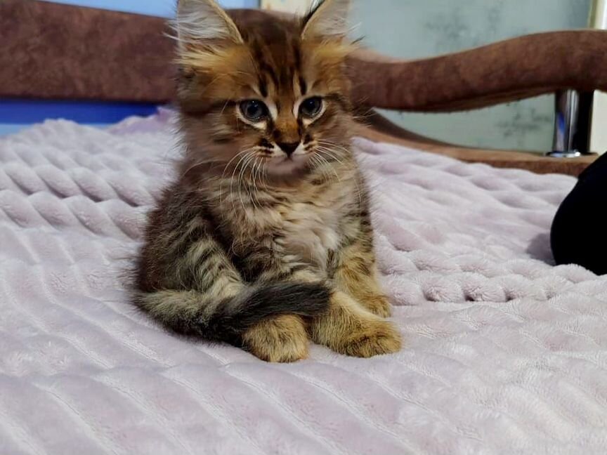 Малышка-почти рысёнок ищет дом