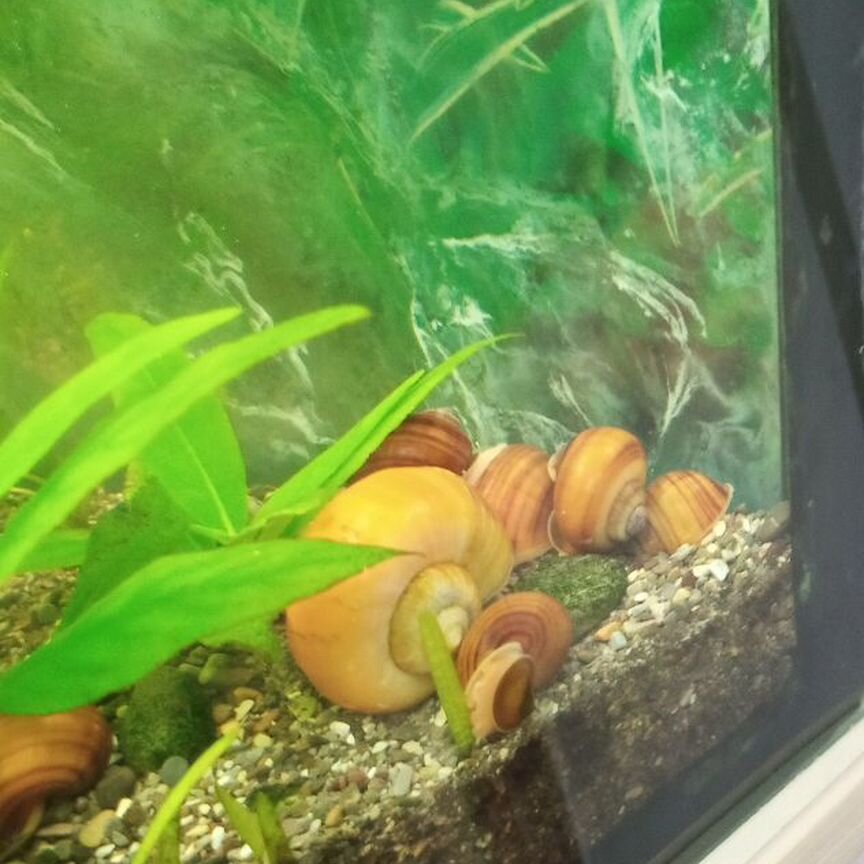 Улитки для аквариума